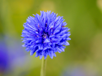 MND Queensland - Fundraise (Get Involved)